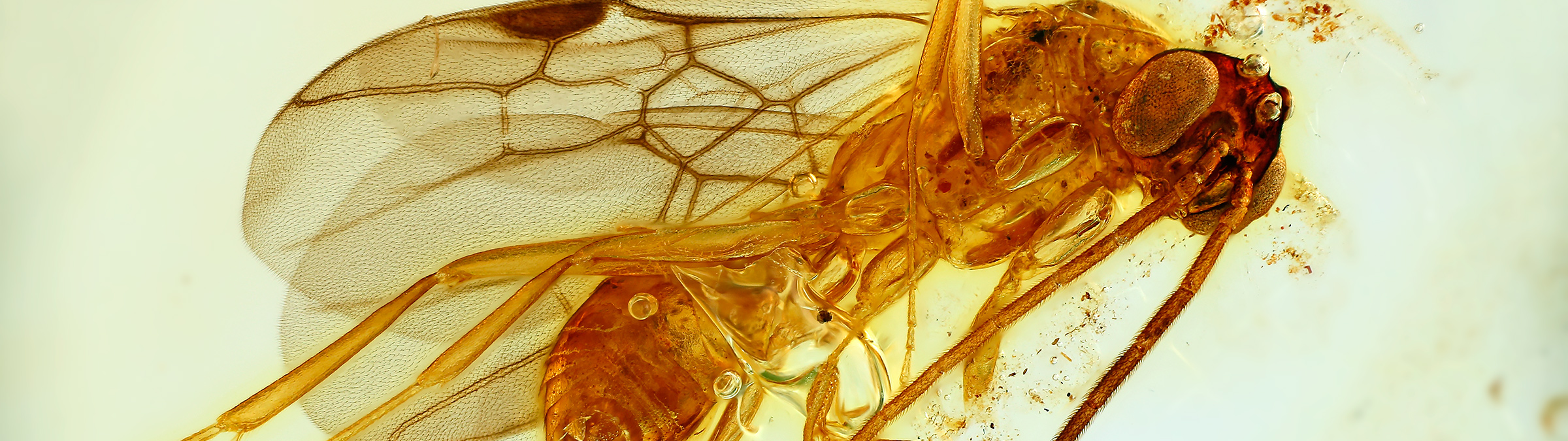 Bernsteindirekt.de, wir lieben Bernstein! Rohbernstein, Naturbernstein ...