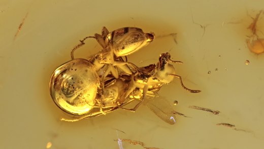 Bernstein Archiv | Bernsteindirekt.de – wir lieben Bernstein!